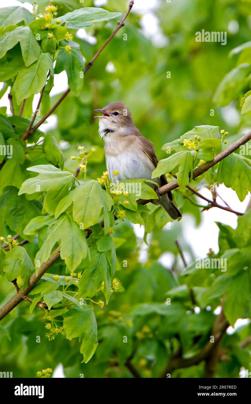 Garden warbler, garden warblers (Sylvia borin), songbirds, animals ...