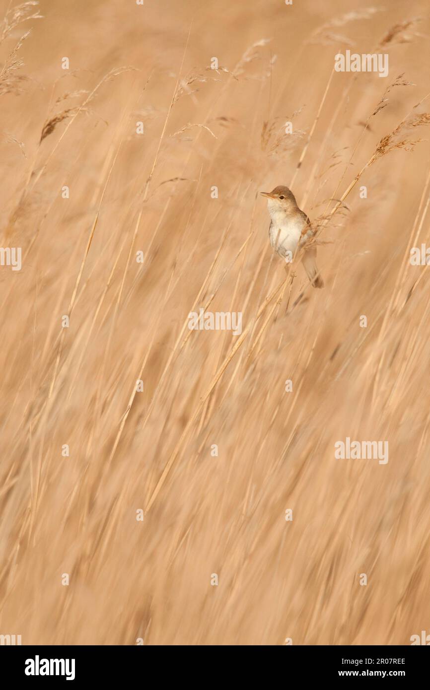 Reed warbler (Acrocephalus scirpaceus), songbirds, animals, birds ...