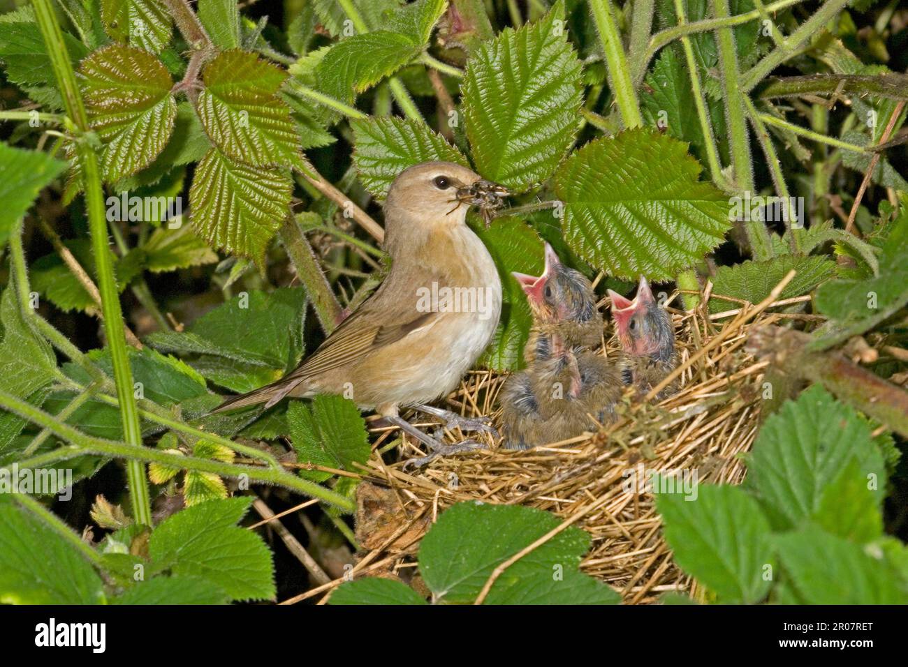 Garden warbler, garden warblers (Sylvia borin), songbirds, animals ...