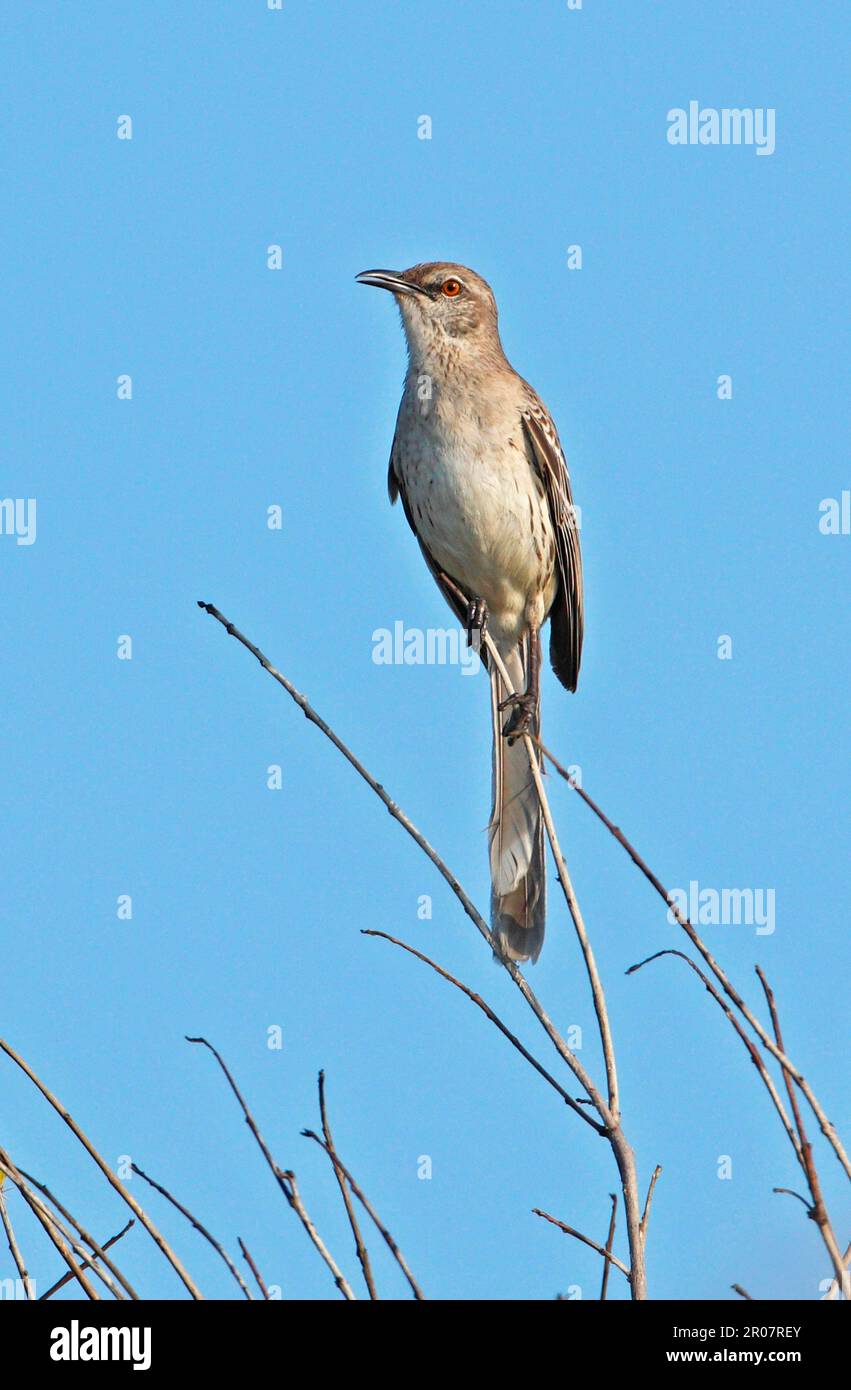 Gundlach Mockingbird, Gundlach Mockingbird, Gundlach Mockingbirds ...