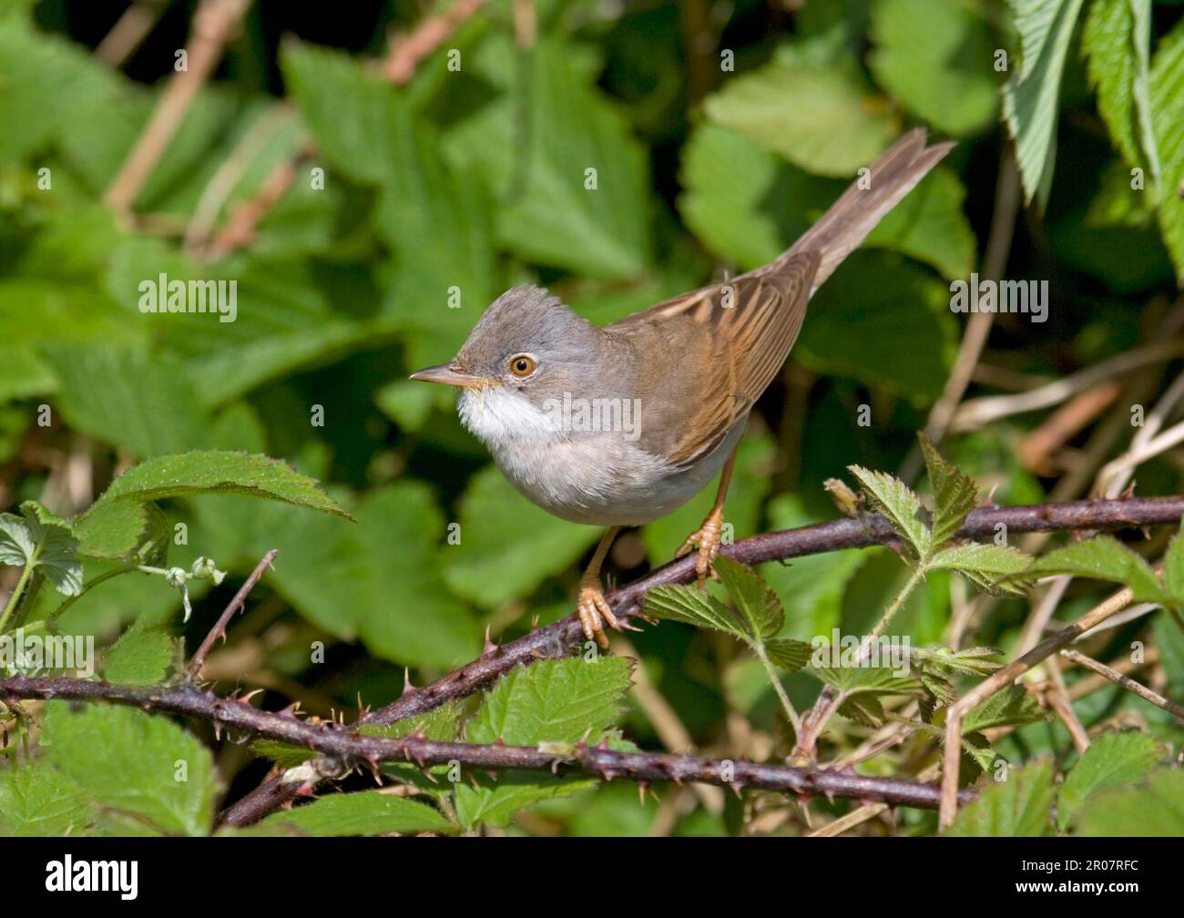 Common whitethroat (Sylvia communis), adult male, emerging from bramble ...