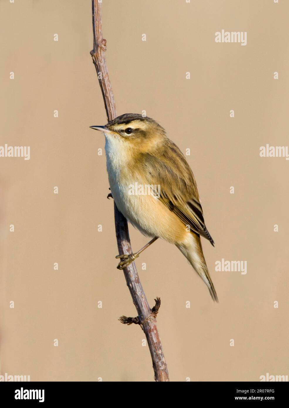 Wetland birds europe hi-res stock photography and images - Alamy