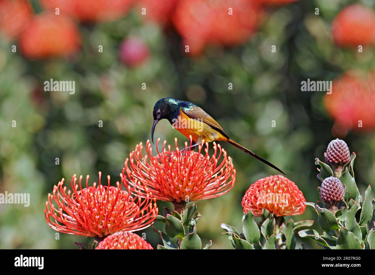 Orange-breasted Sunbird (Nectarinia violacea), adult male, feeding on ...