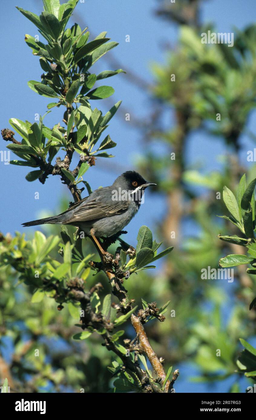 Masked warblers hi-res stock photography and images - Alamy