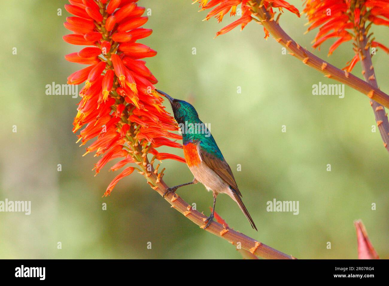 Double-banded Sunbird, Double-banded Sunbird, Greater Collared Sunbird ...