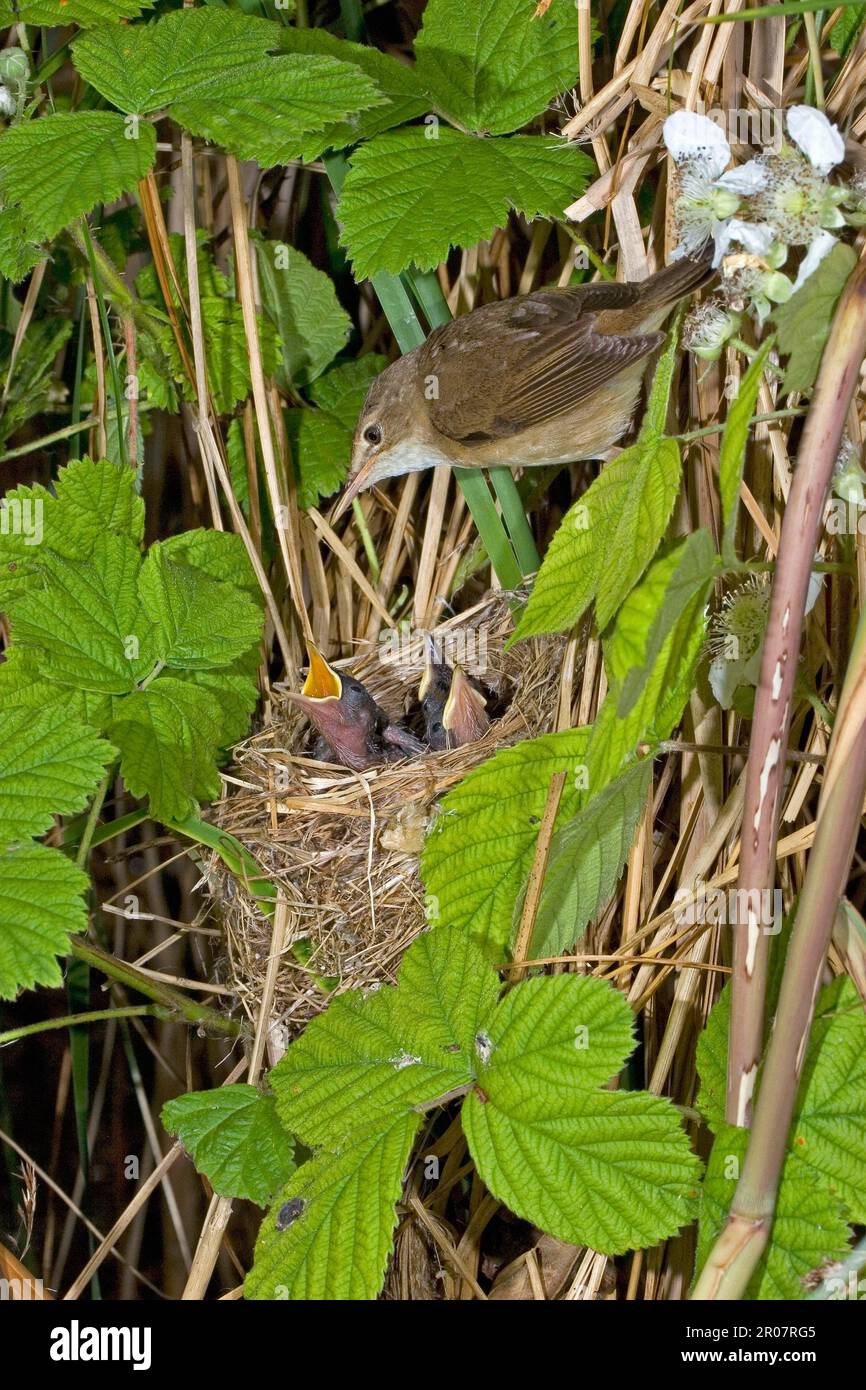 Reed warbler (Acrocephalus scirpaceus), songbirds, animals, birds ...