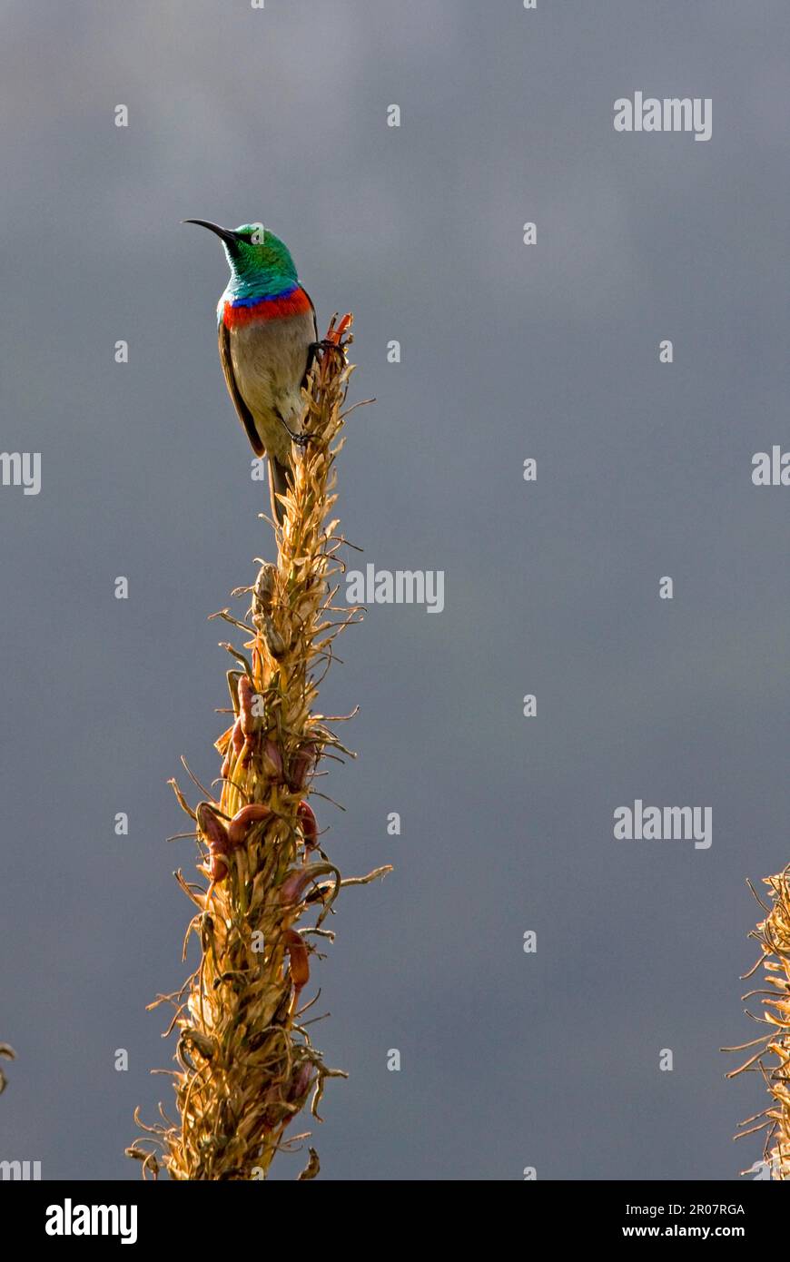 African sunbirds hi-res stock photography and images - Alamy