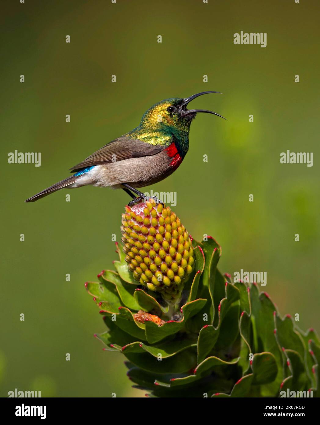 African sunbirds hi-res stock photography and images - Alamy