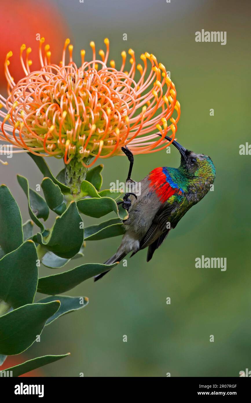 African sunbirds hi-res stock photography and images - Alamy