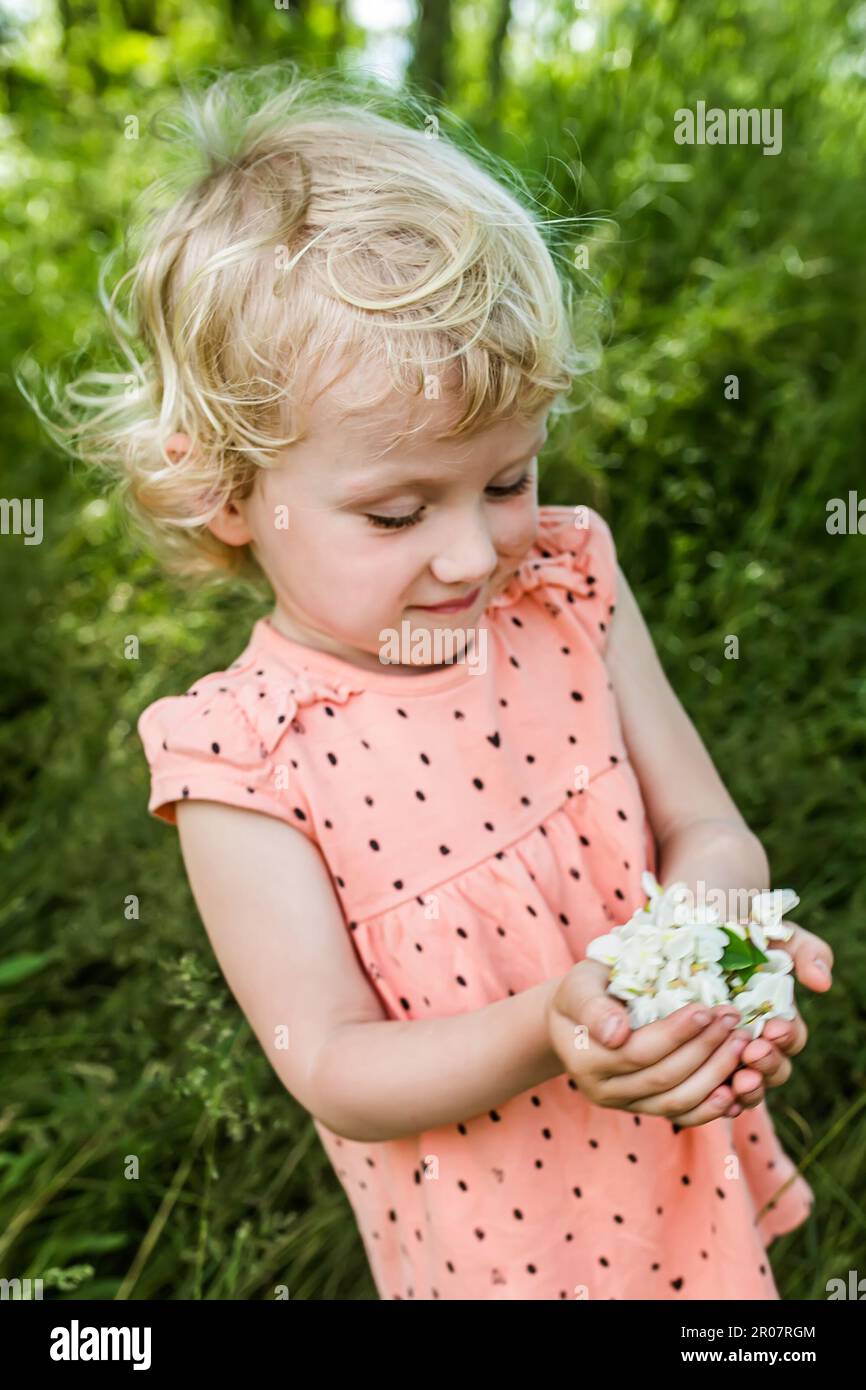Acacia flowers collected during the flowering period in handfuls of ...