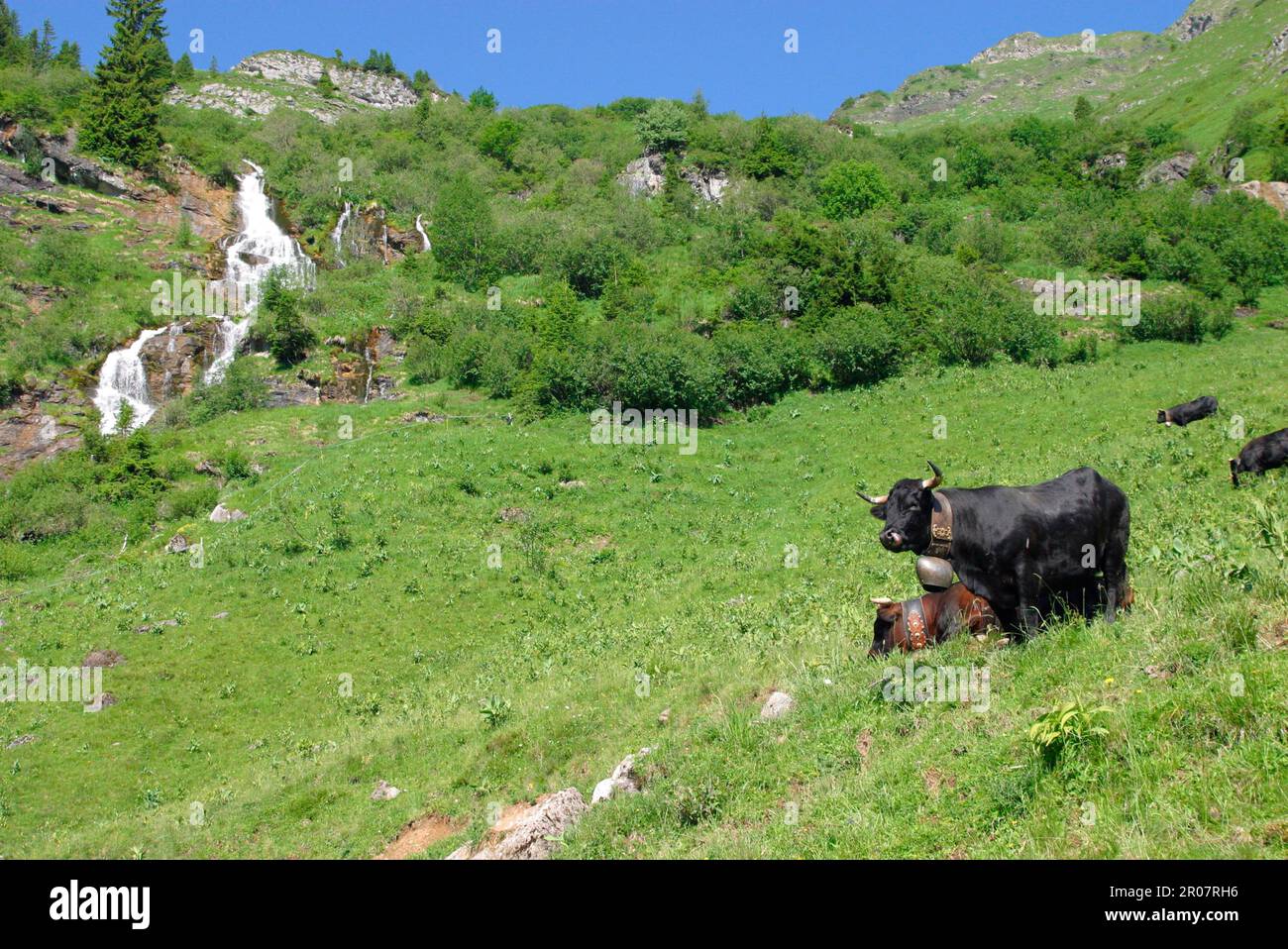 Alpine cows with bells hi-res stock photography and images - Alamy