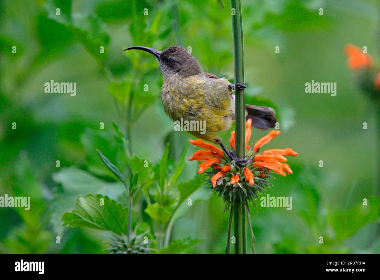 Lamperti, Red-breasted Shiner, scarlet-chested sunbird (Chalcomitra ...
