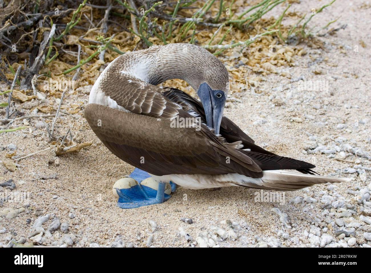 Blue-footed booby (Sula Nebouxii), copepods, animals, birds, Blue ...