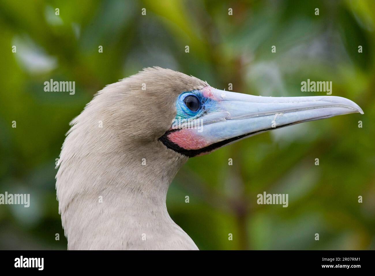 Sula brewsteri brewsteri, Sula websteri, brown booby (Sula leucogaster ...