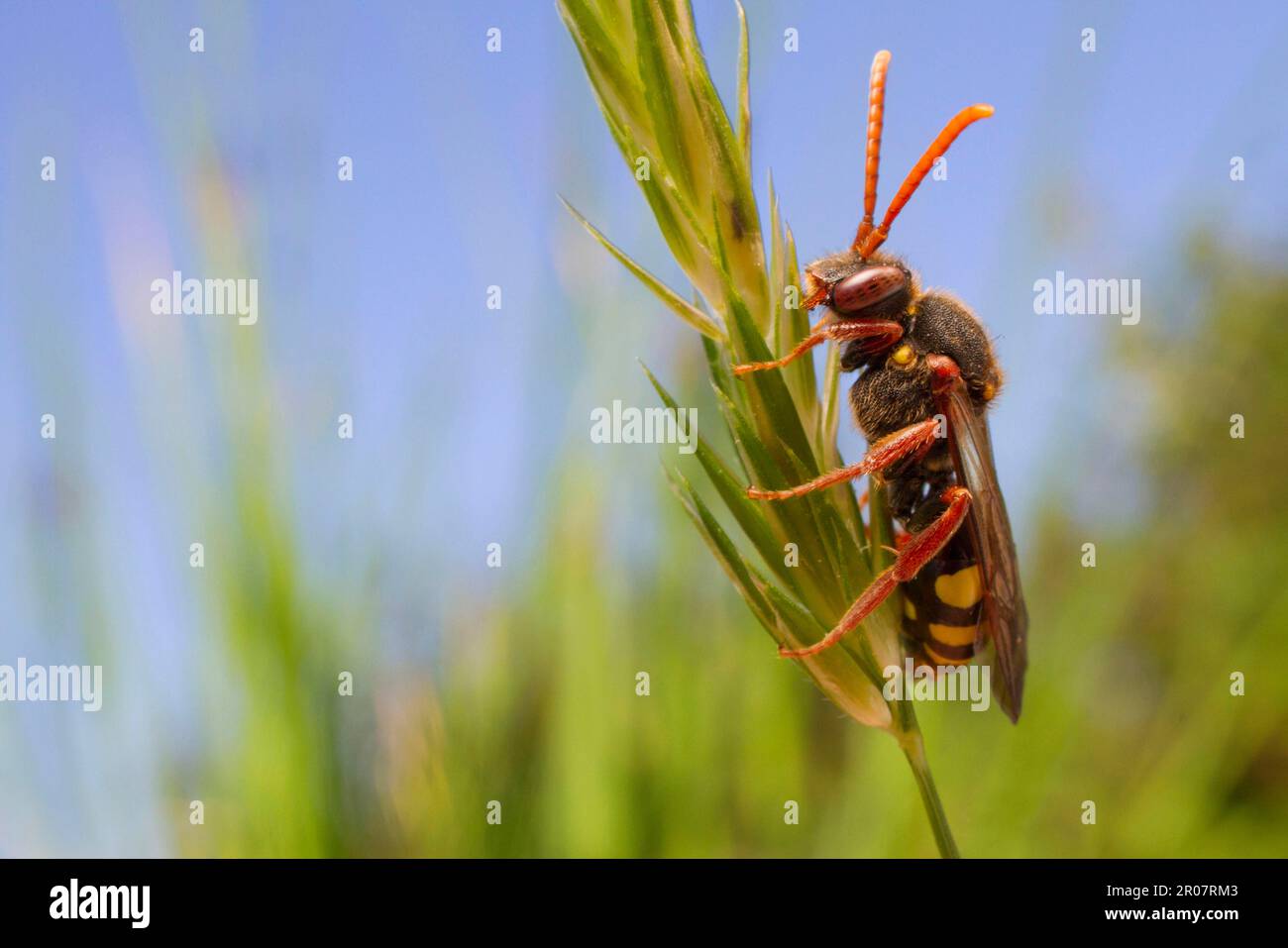 Nomada (Nomada ruficornis) bifida, Split wasp bee, Split wasp bee ...