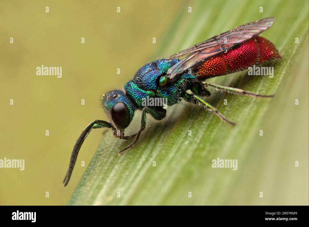 Fire golden wasp hi-res stock photography and images - Alamy