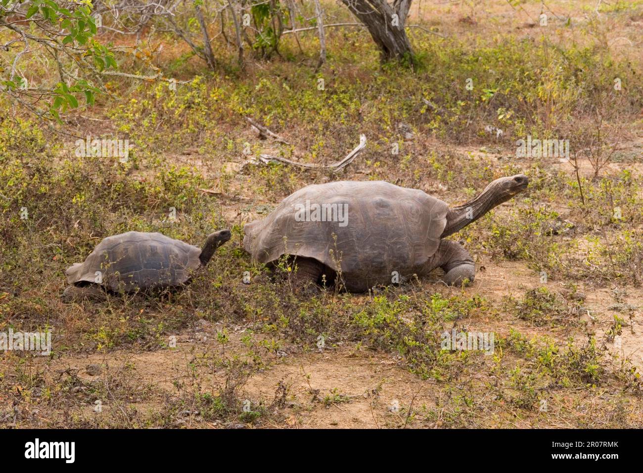 Testudo elephantopus, Galapagos giant tortoise, Elephant tortoise ...