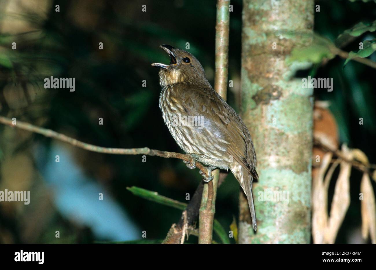 Tooth-billed bowerbird (Scenopoeetes dentirostris), Tooth-billed ...