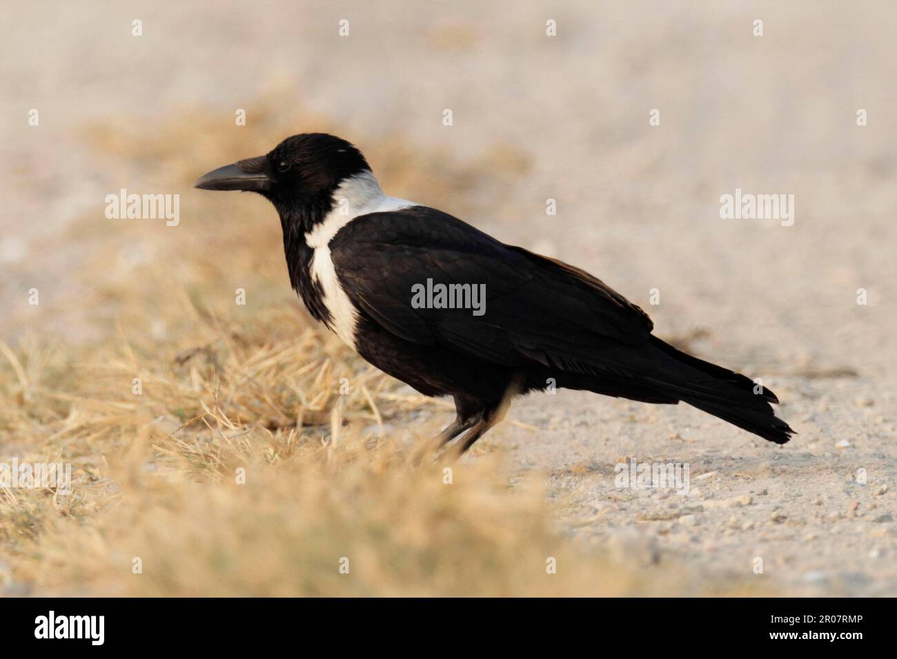 Corvus pectoralis hi-res stock photography and images - Alamy