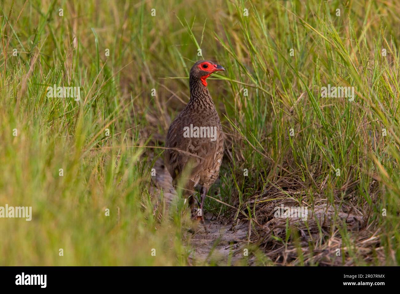 Swainson's francolin, Swainson's francolin, Swainson's francolin ...