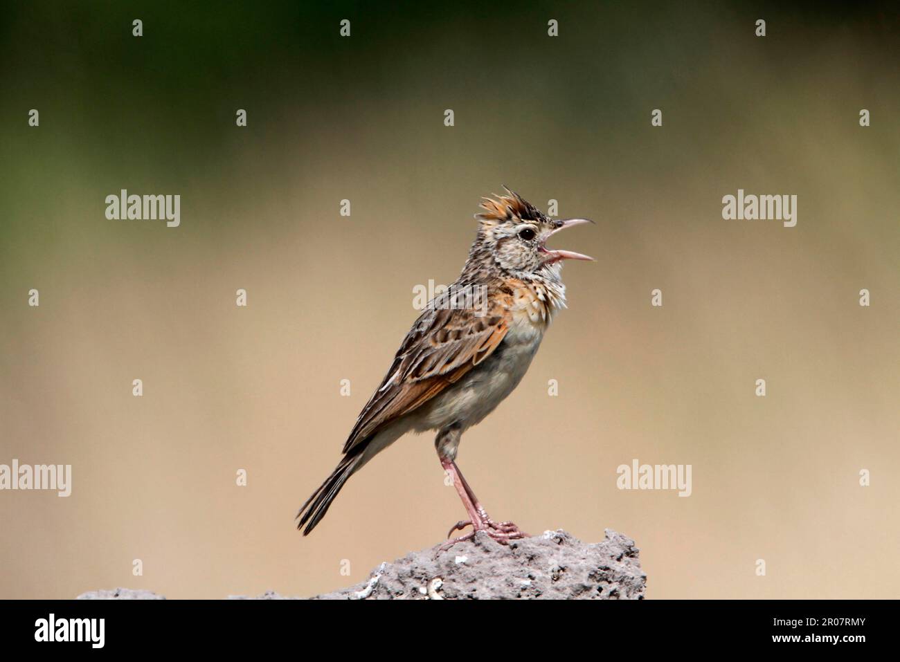 Rufous-naped Lark, Rufous-naped Larks, songbirds, animals, birds, larks, Rufous-naped Lark ...