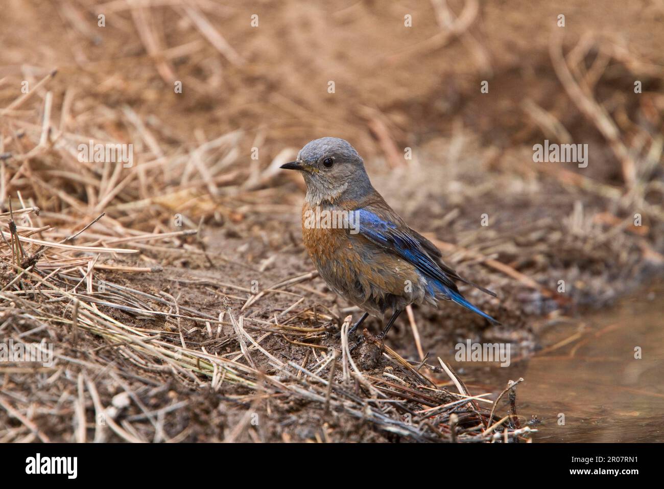 Western Bluebird, Bluebirds, Songbirds, Animals, Birds, Western Bluebird female bird at drinking ...