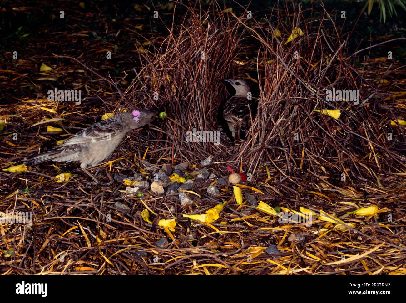 Great bowerbird (Chlamydera nuchalis), Grey Bowerbirds, Songbirds ...