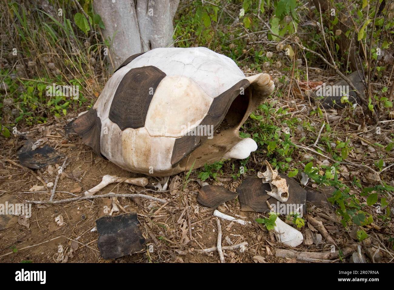 Testudo elephantopus, Galapagos giant tortoise, Elephant tortoise ...