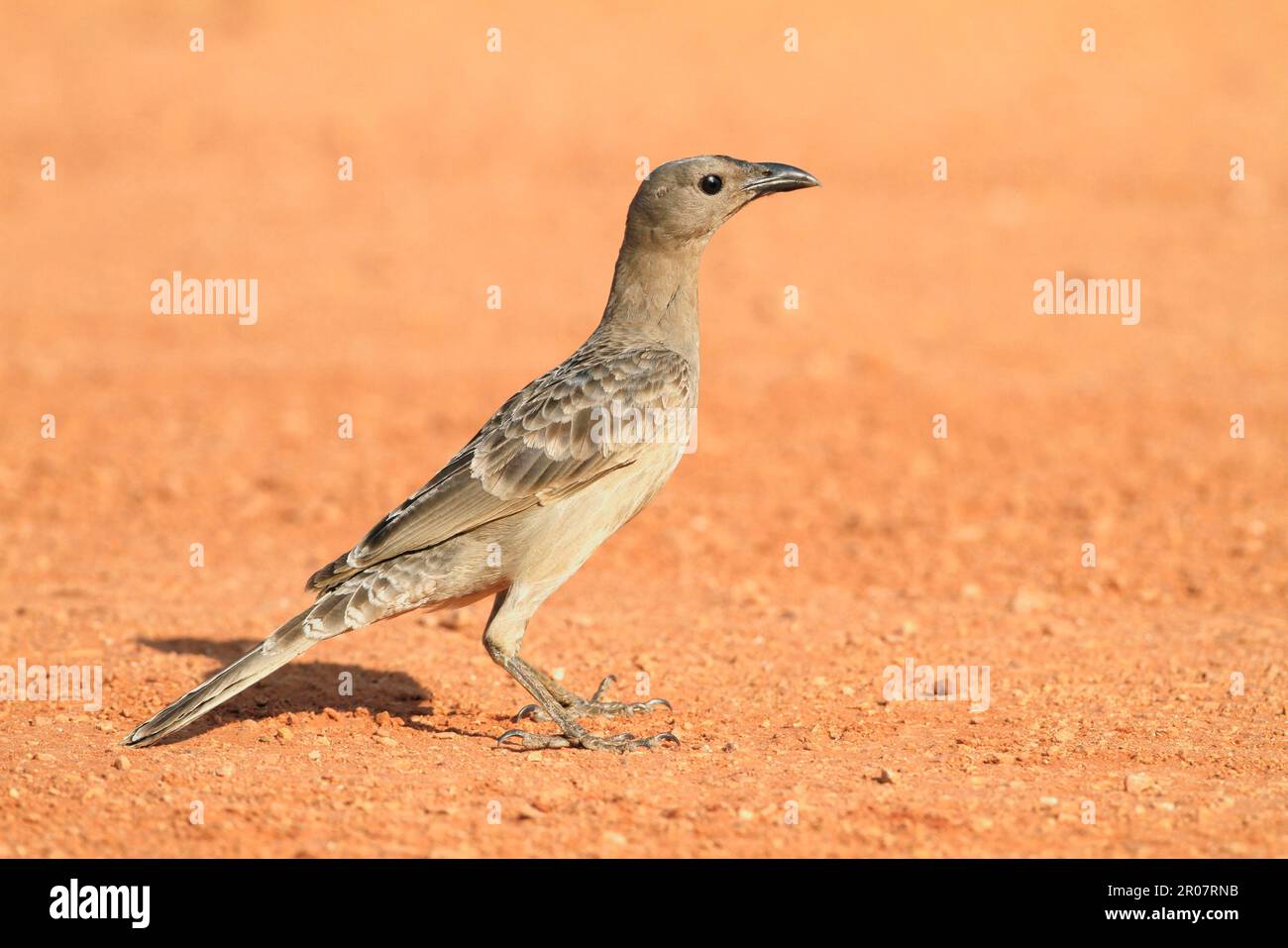 Great bowerbird (Chlamydera nuchalis), Grey Bowerbirds, Songbirds ...