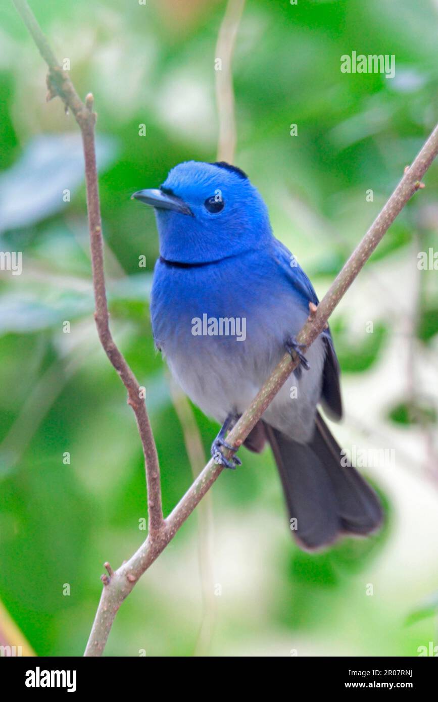 Black-naped monarch (Hypothymis azurea), Black-naped Monarch, songbirds ...