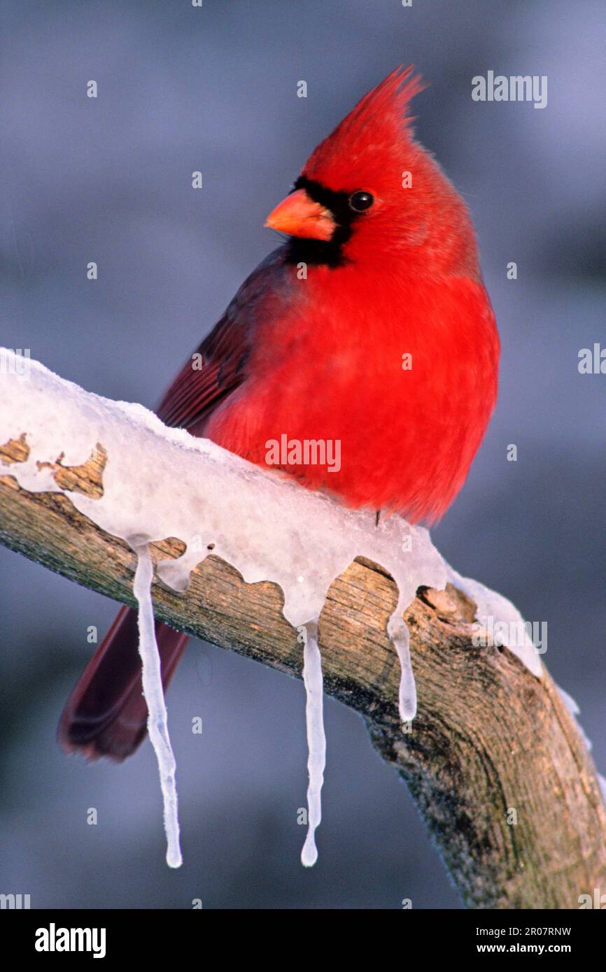 Red Cardinal, northern cardinal (Cardinalis cardinalis), Red Cardinals ...