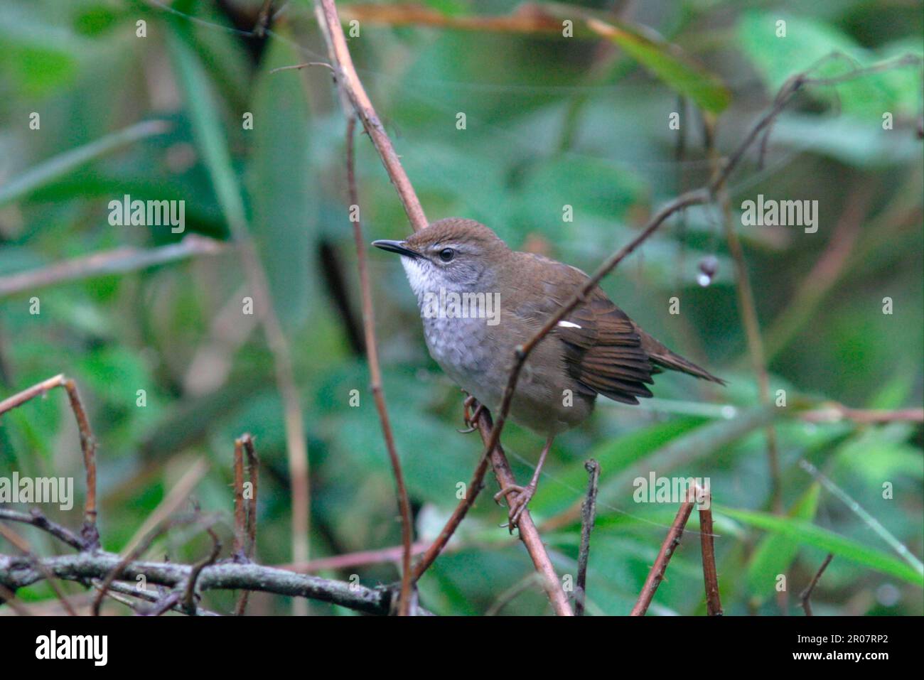 Spotted Bush Warbler, Spotted Bush Warbler, Spotted Bush Warbler ...
