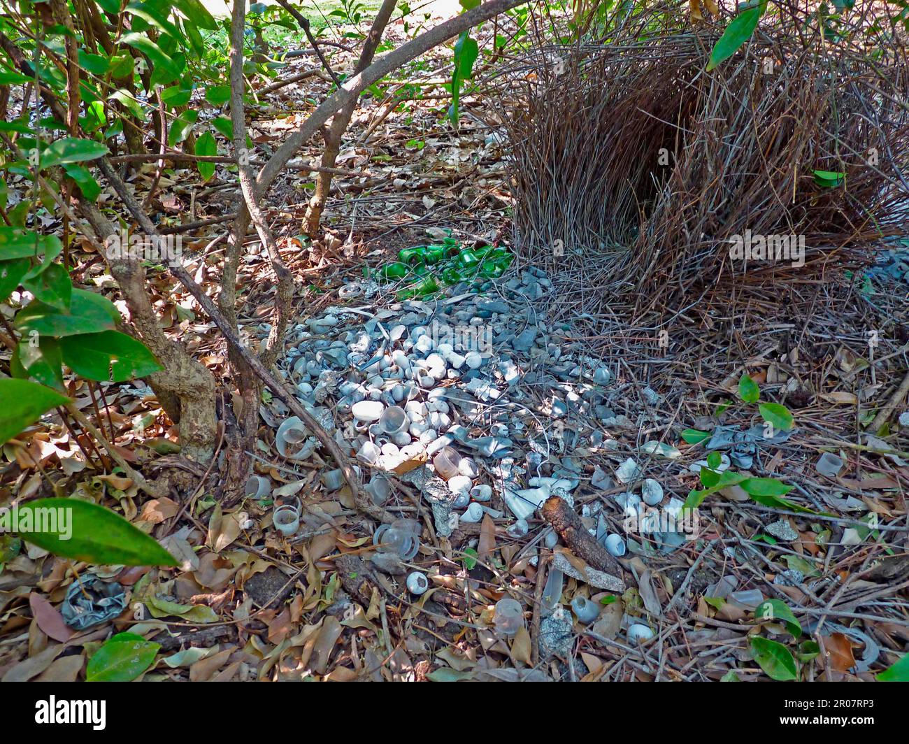 Mating arbor hi-res stock photography and images - Alamy