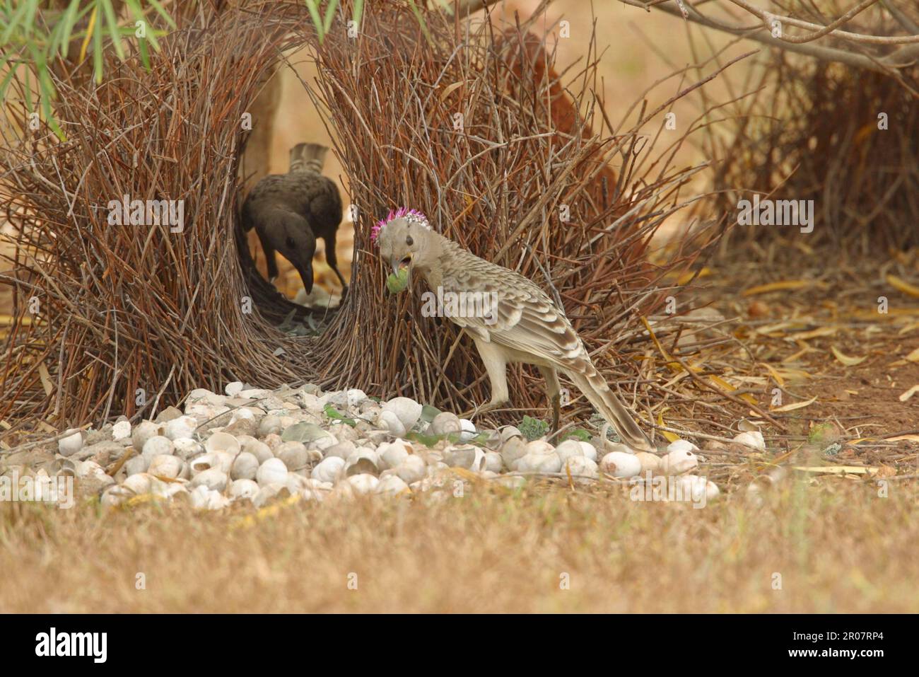 Great bowerbird (Chlamydera nuchalis), Grey Bowerbirds, Songbirds ...
