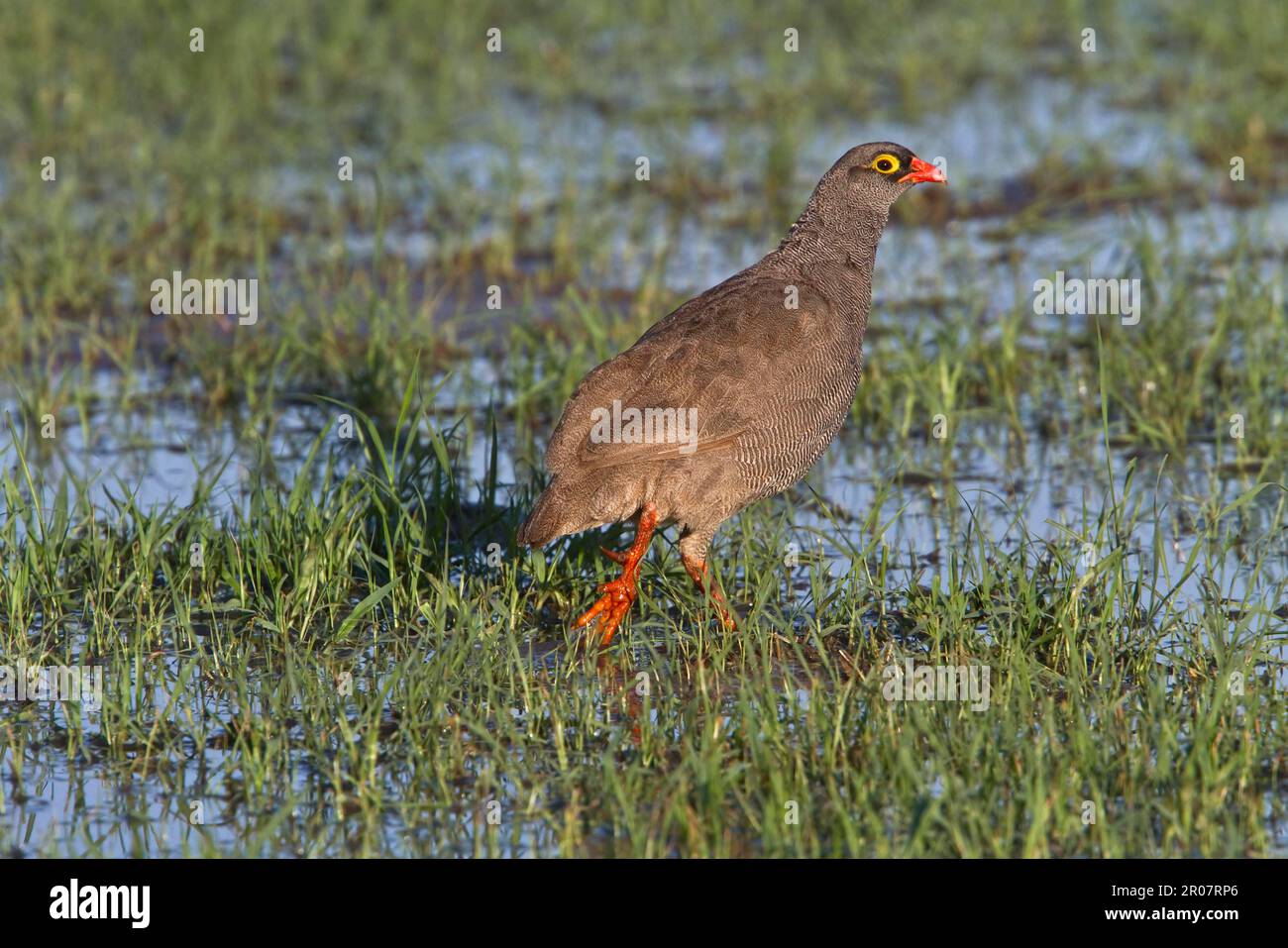 Red billed spurfowl, Red billed spurfowl, Red billed spurfowl, Red ...