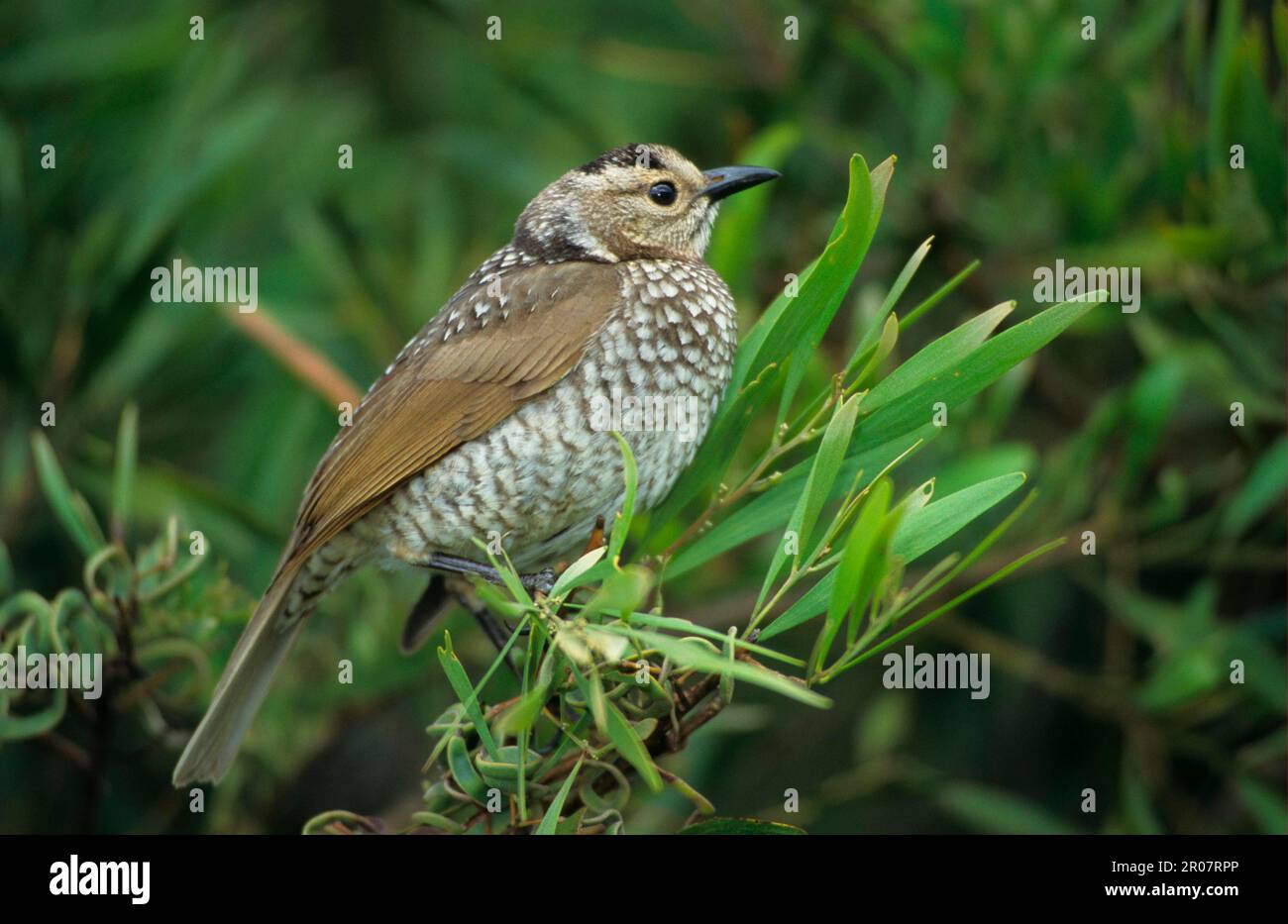 Yellow-naped Bowerbird, Yellow-naped Bowerbirds, Songbirds, Animals ...