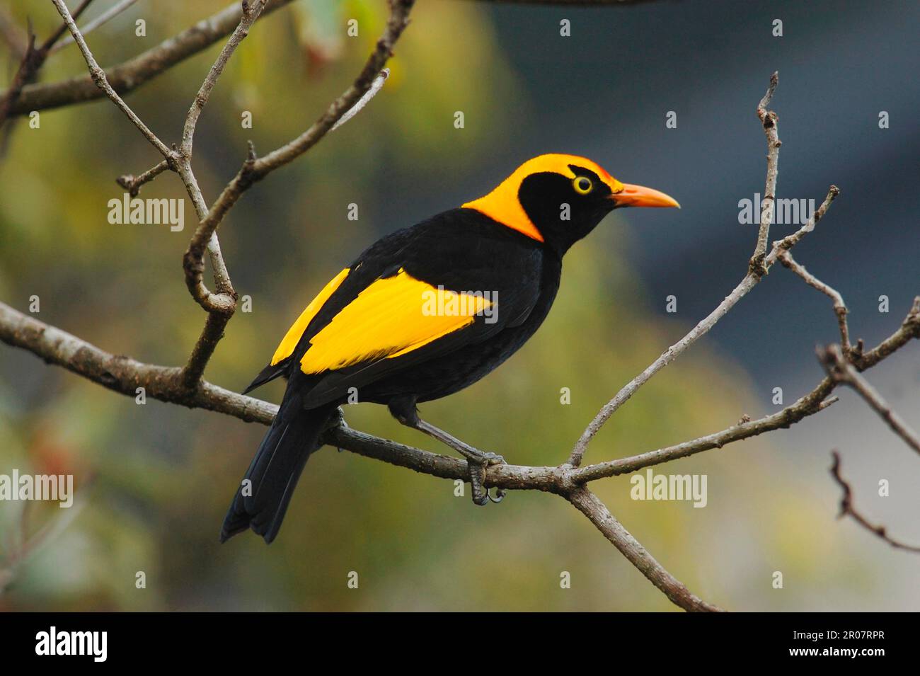 Yellow-naped Bowerbird, Yellow-naped Bowerbirds, Songbirds, Animals ...