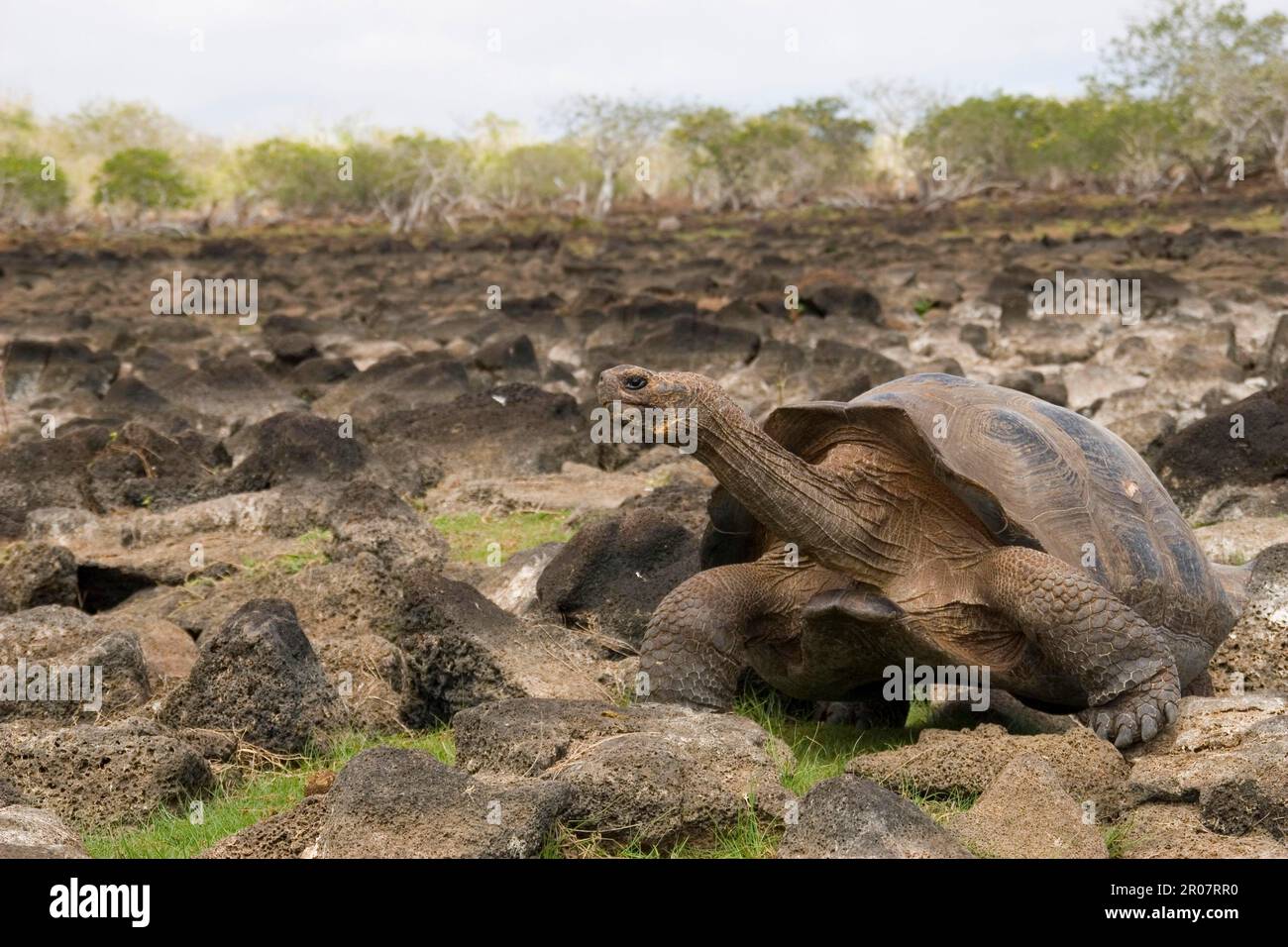 Testudo elephantopus, Galapagos giant tortoise, Elephant tortoise ...