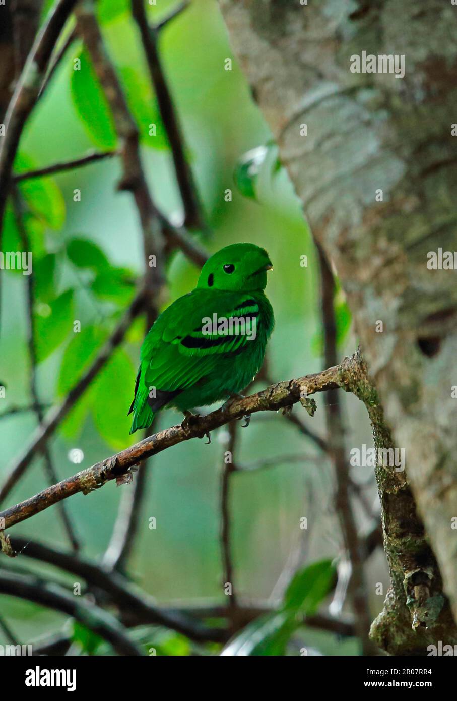 Green Broadbill (Calyptomena viridis caudacuta) adult male, perched on ...