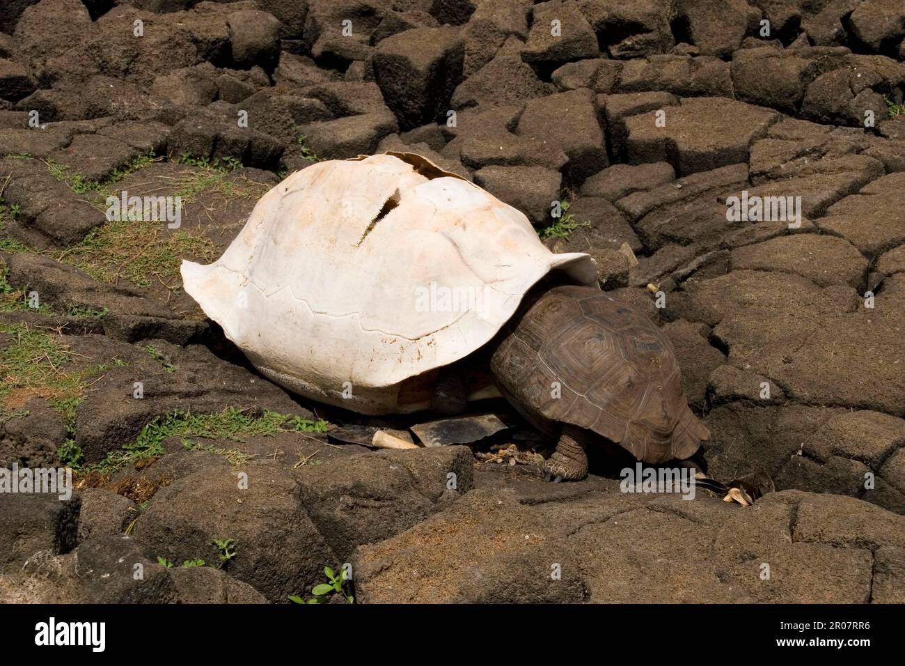 Testudo elephantopus, Galapagos giant tortoise, Elephant tortoise ...