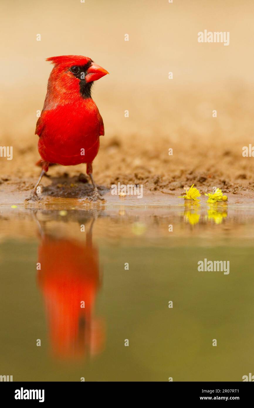Drinks with view hi-res stock photography and images - Alamy