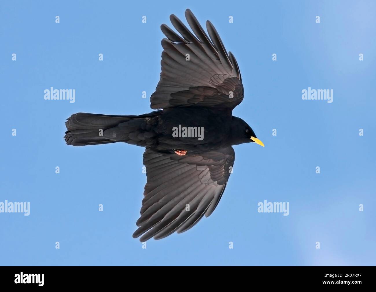 Alpine choughs (Pyrrhocorax graculus), corvids, songbirds, animals ...