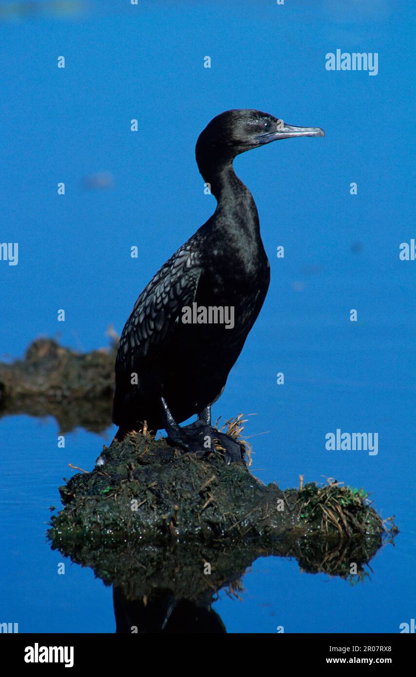 Lesser Black little black cormorant (Phalacrocorax sulcirostris ...