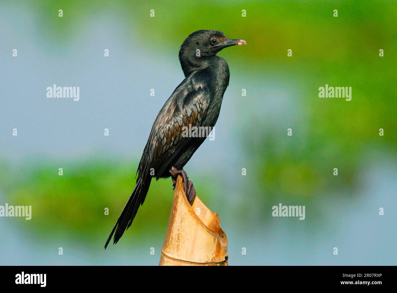 Lesser little cormorant (Phalacrocorax niger) adult, standing on stake ...