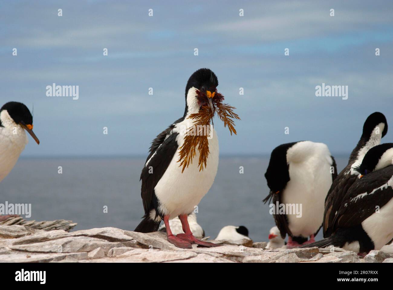 Imperial shag, King Cormorants (Phalacrocorax atriceps), Cormorants ...