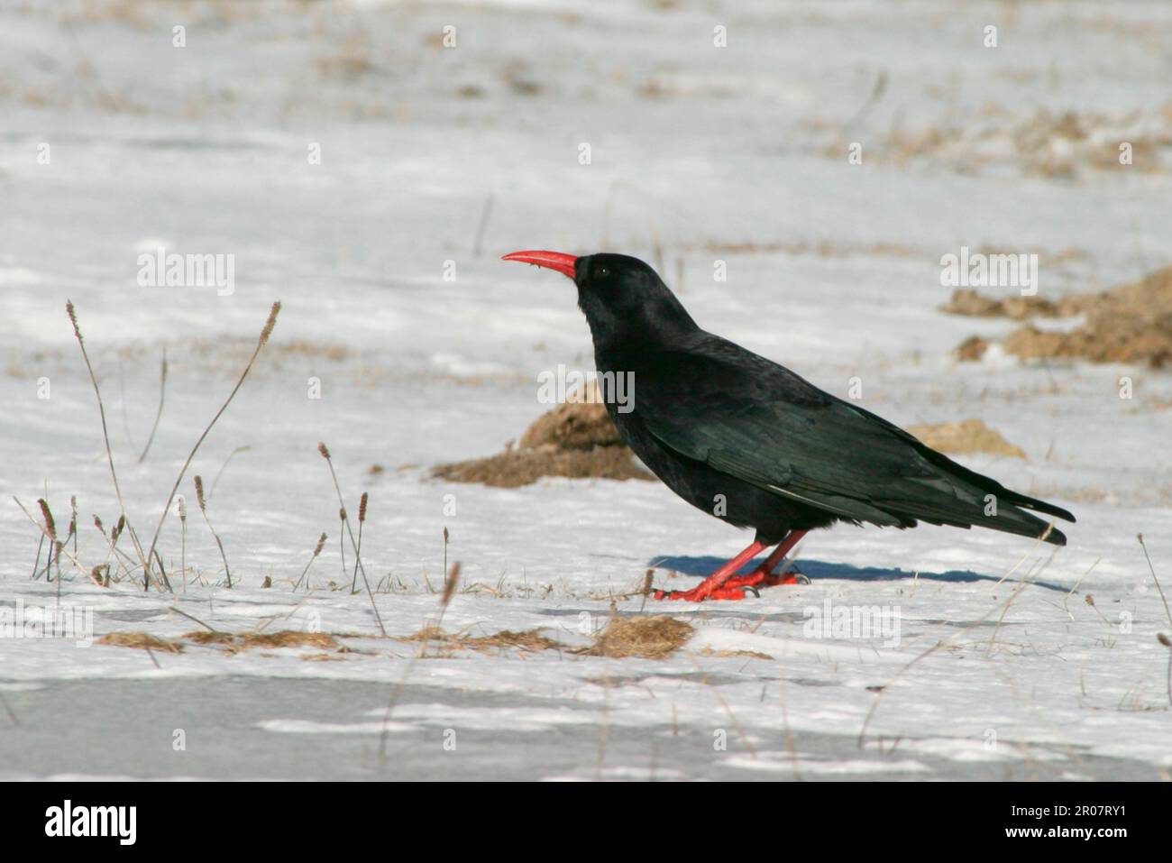 Alpine crow, Alpine crow, Alpine crows, Crow, Corvids, Songbirds ...