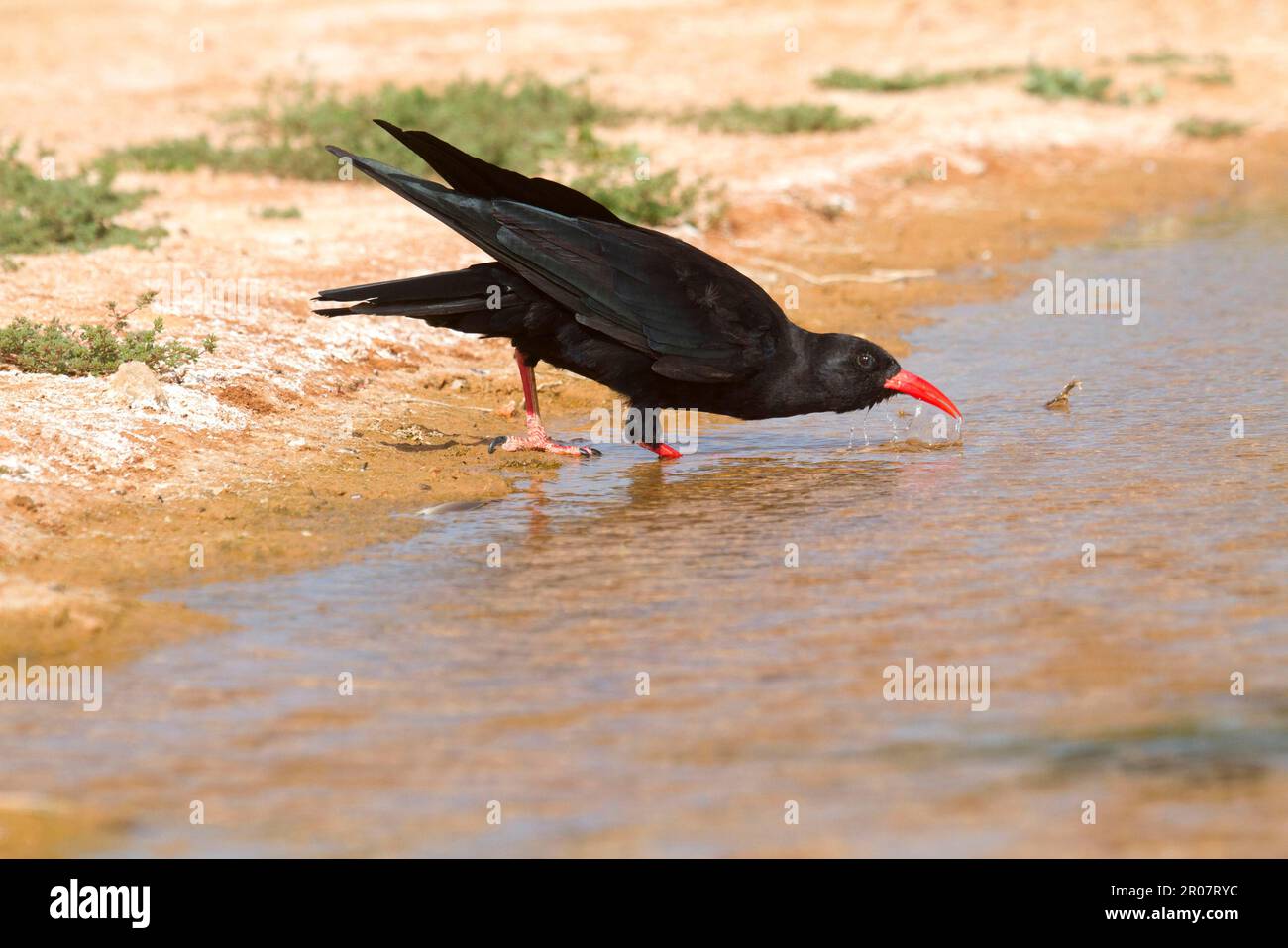 Alpine crow, Alpine crow, Alpine crows, Crow, Corvids, Songbirds ...