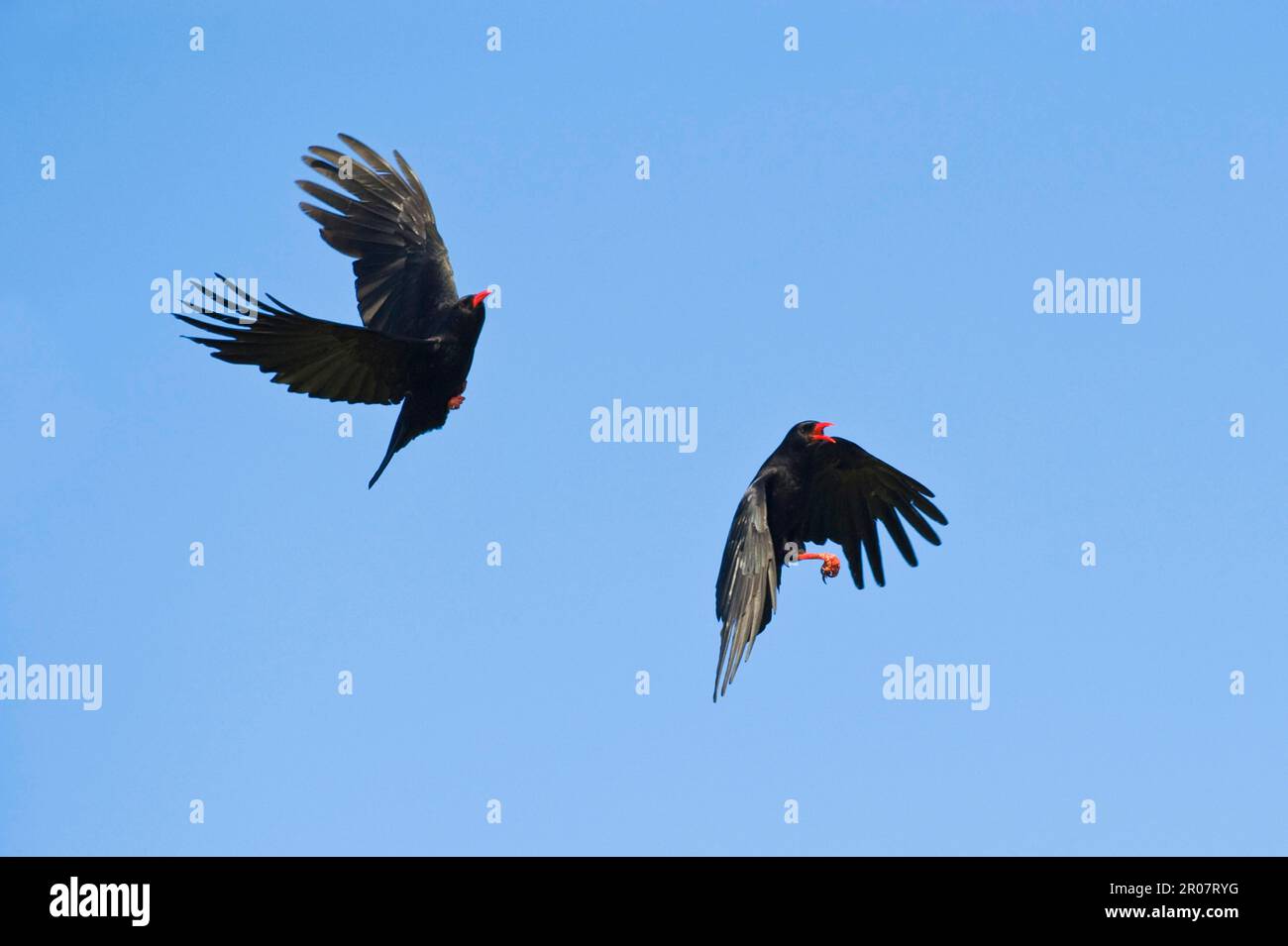 Alpine crow, Alpine crow, red-billed choughs (Pyrrhocorax pyrrhocorax ...