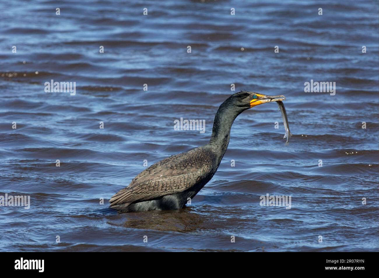 Cormorant underwater hunt hi-res stock photography and images - Alamy