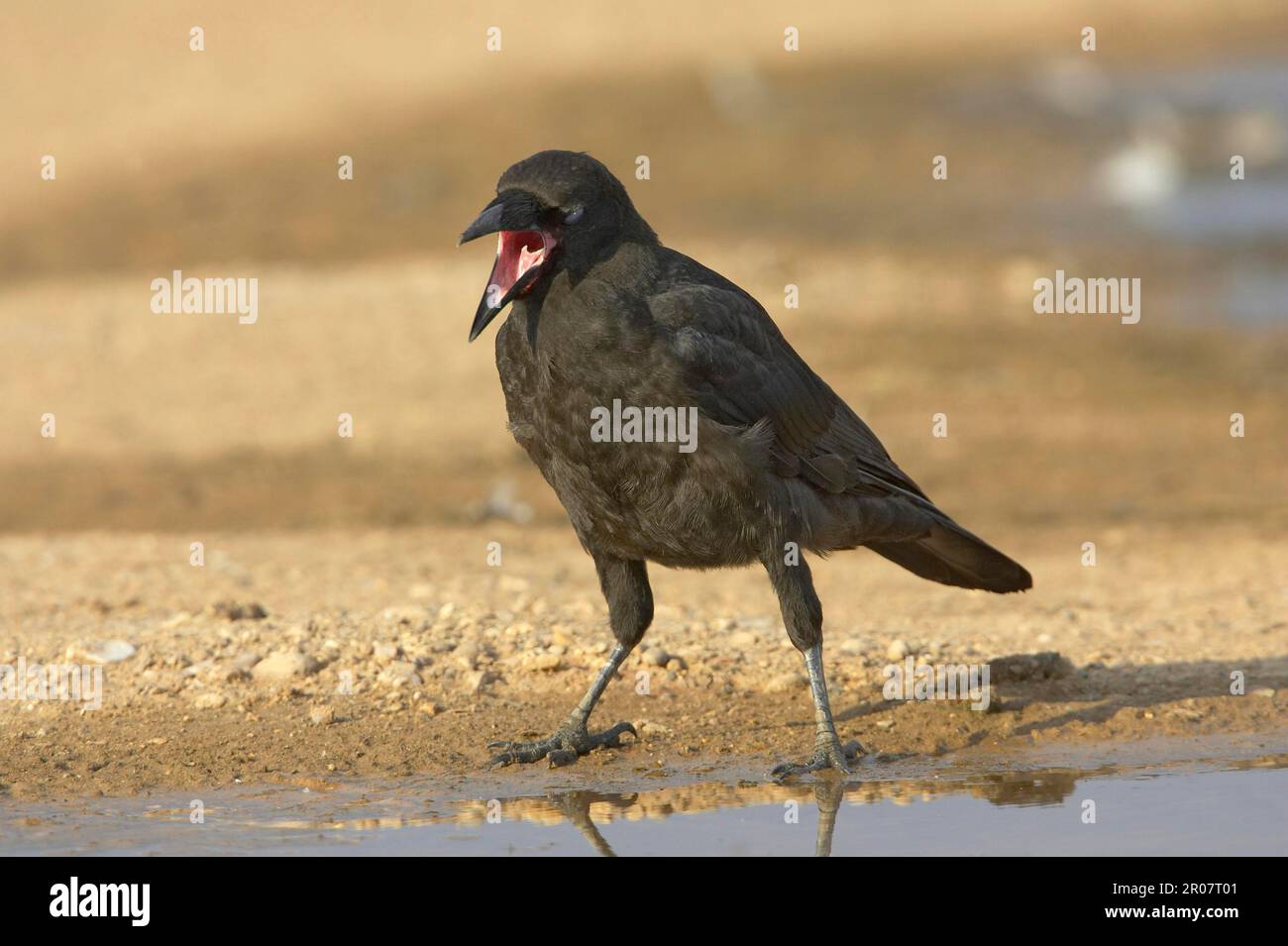 Carrion Crow (Corvus corone), crow, corvids, songbirds, animals, birds ...